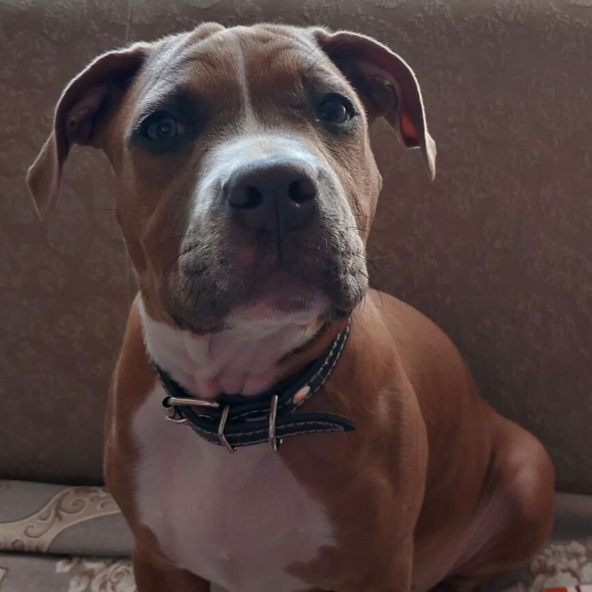 Американский стаффордширский терьер, взрослая собака