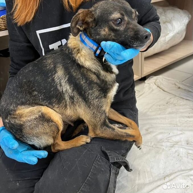 Маленькая ласковая собака выпуск 20 августа