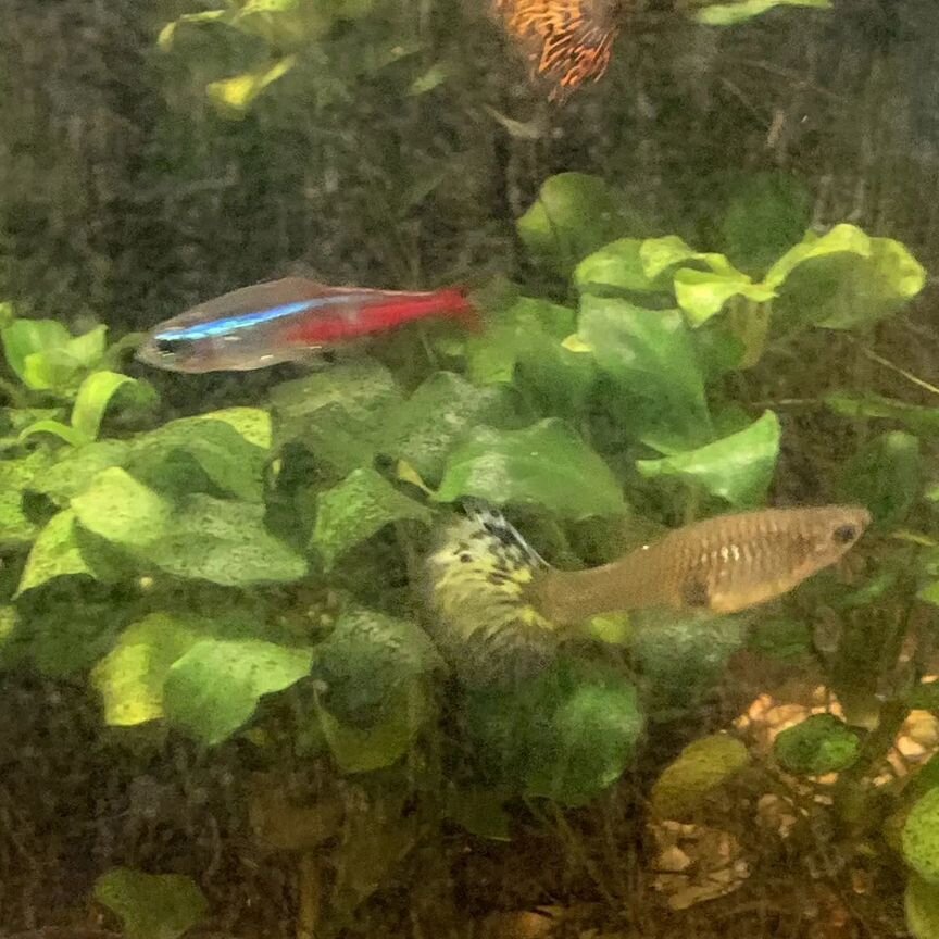 Рыбки гуппи