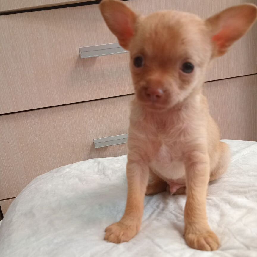 Русский той-терьер, щенок