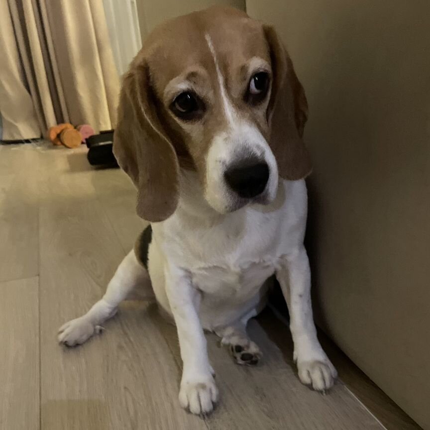 Бигль, взрослая собака