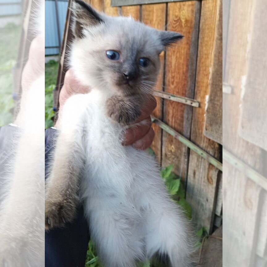 Русский голубой котёнок