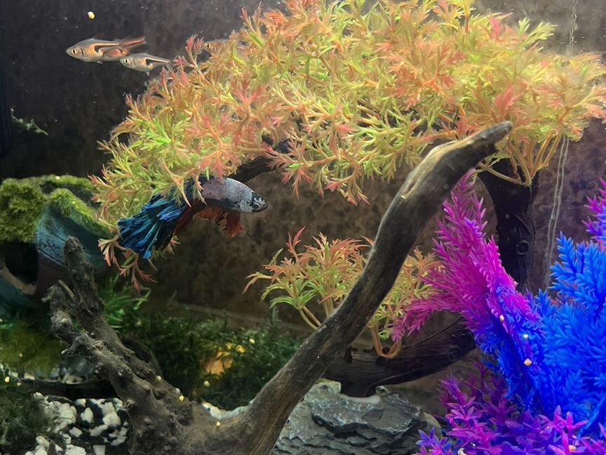 Аквариум с рыбками