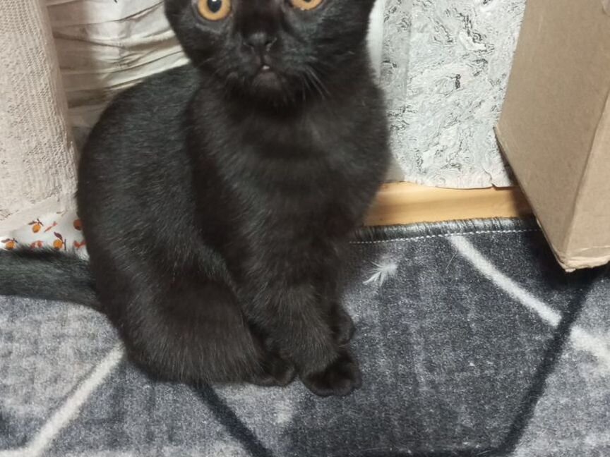 Шотландская вислоухая