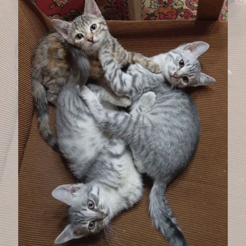 Котёнок в добрые руки