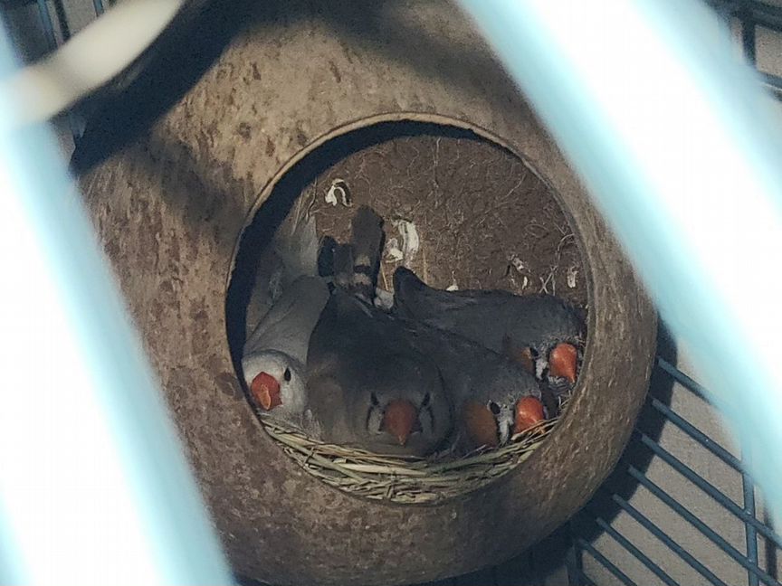 Птицы амадины