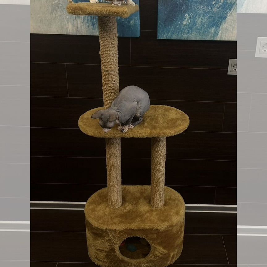 Когтеточка