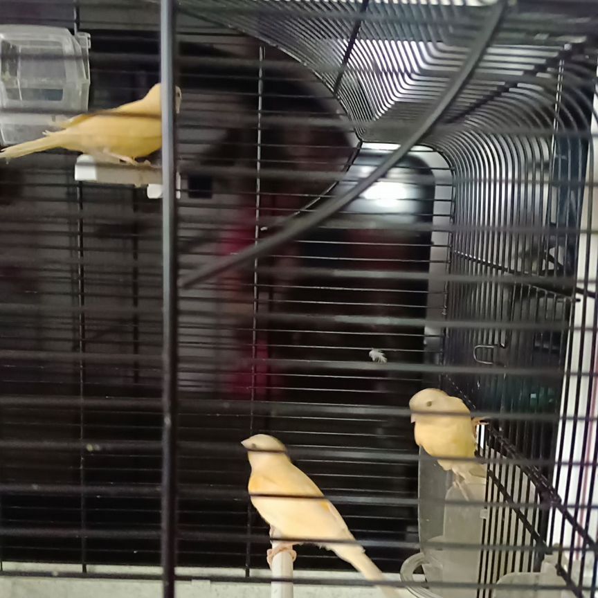 Кенара и канарейки