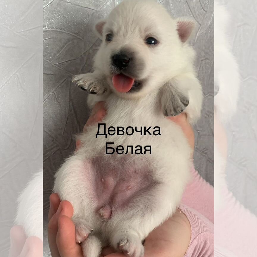 Американская эскимосская собака, щенок