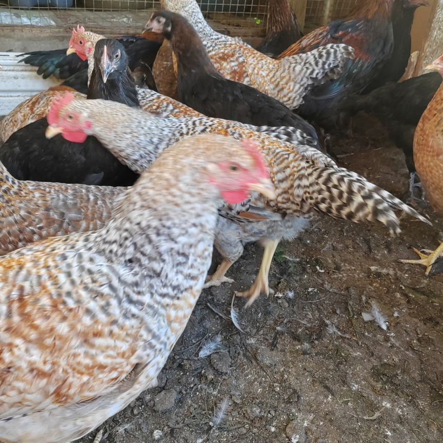 Петухи билефельдер