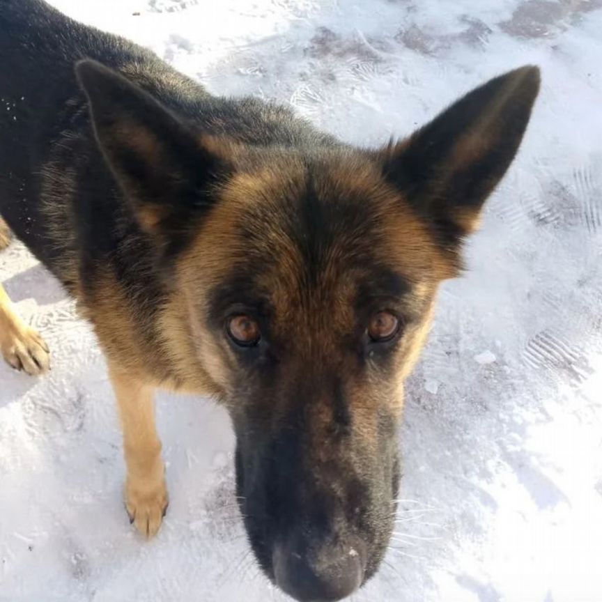 Немецкая овчарка, взрослая собака