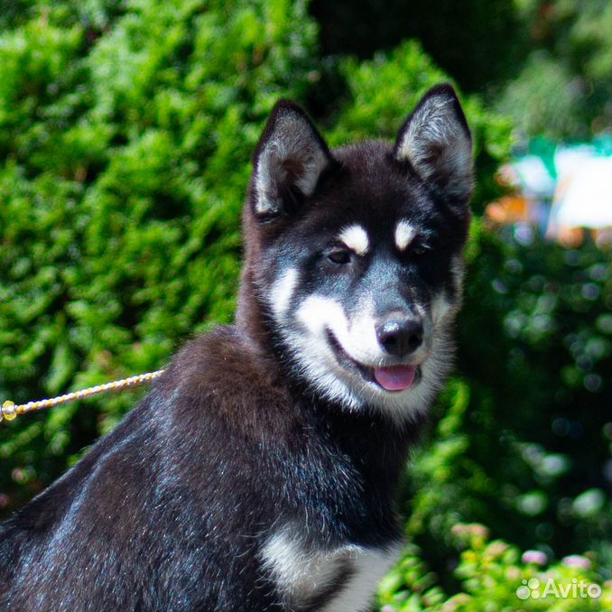 Хаски агути