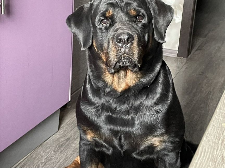 Отдам ротвейлера