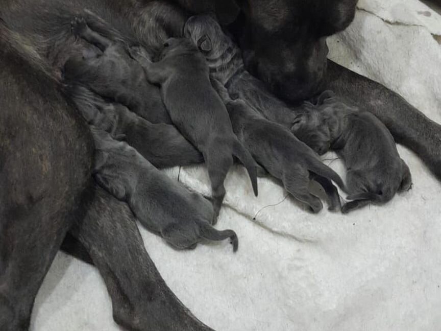 Щенки Кане Корсо