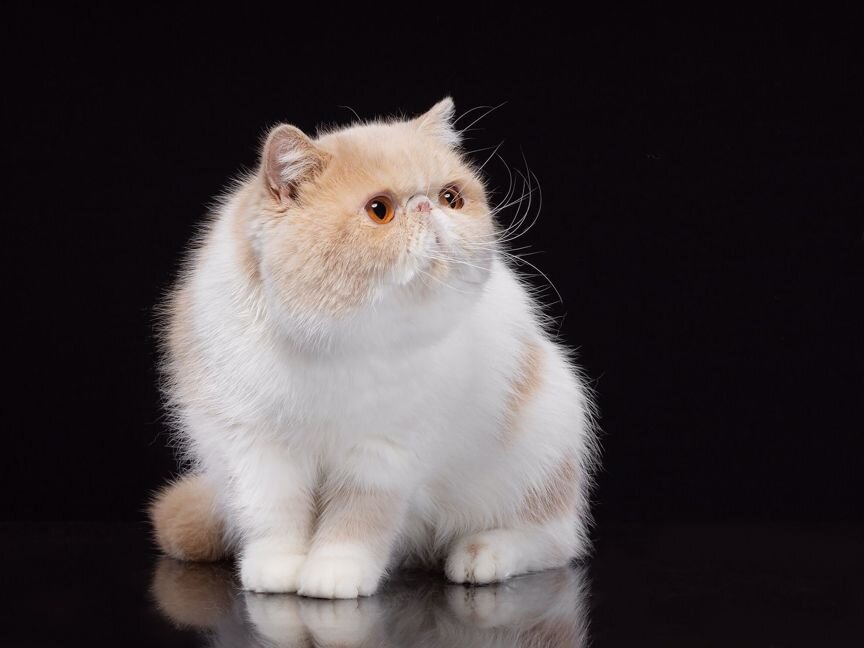 Экзотическая