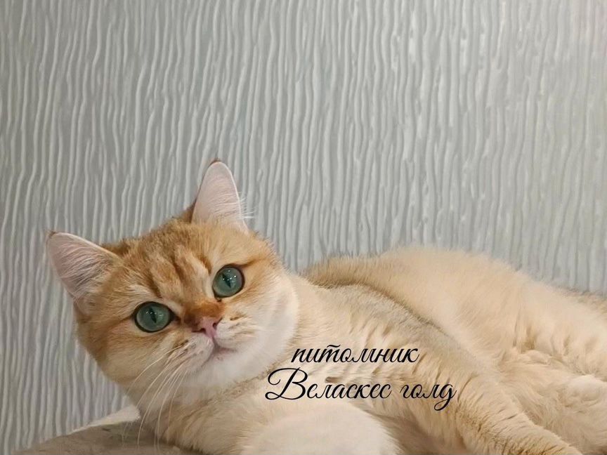 Британская золотая красотка