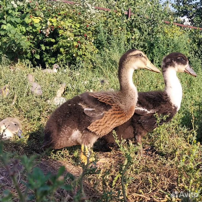 Утята 21 день