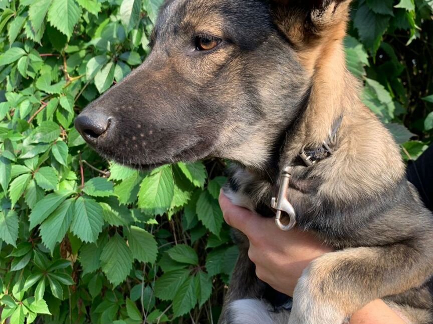 Щенуля в добрые руки