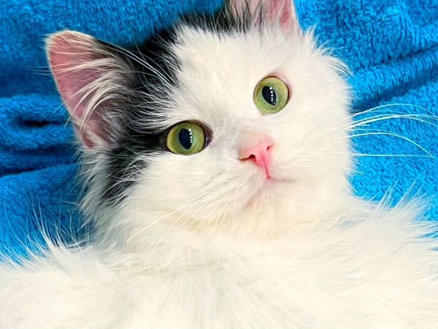 Котик Бандэрос