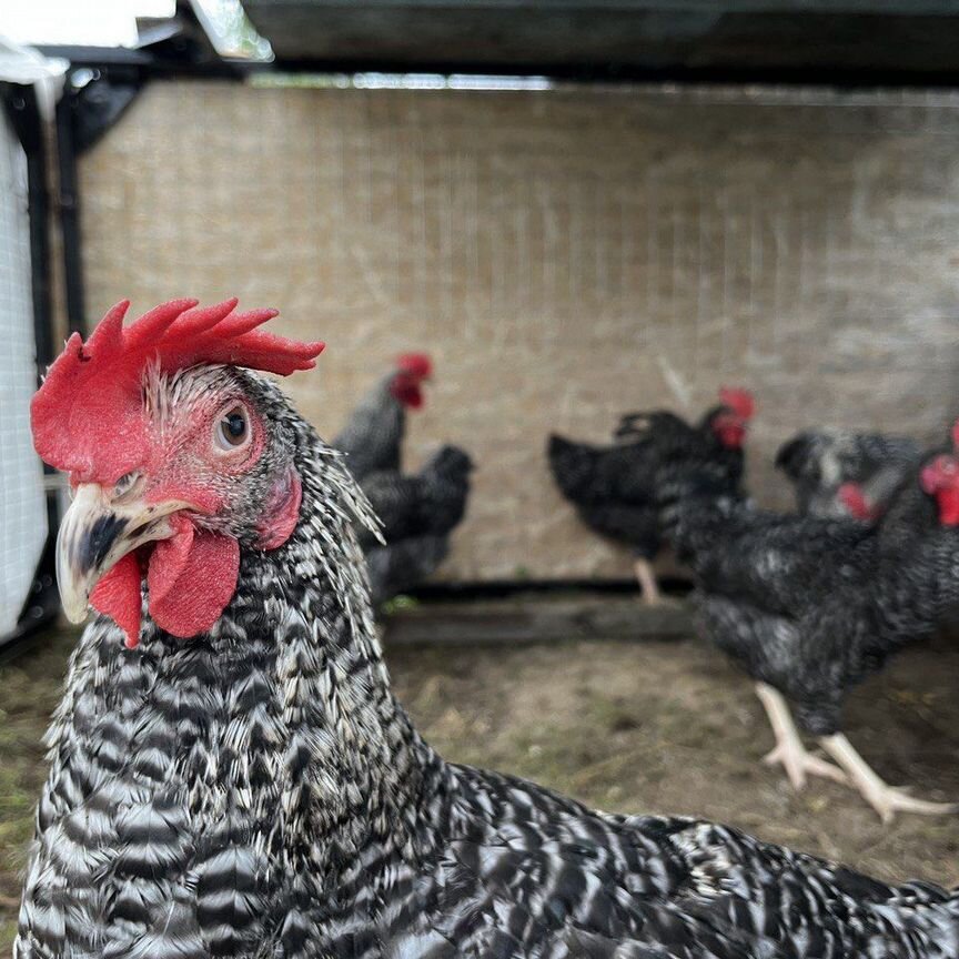 Молодые петухи