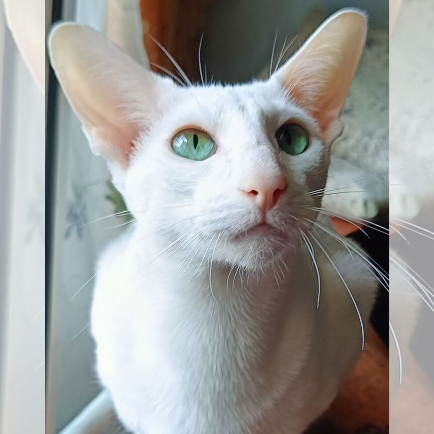 Ориентальная кошка