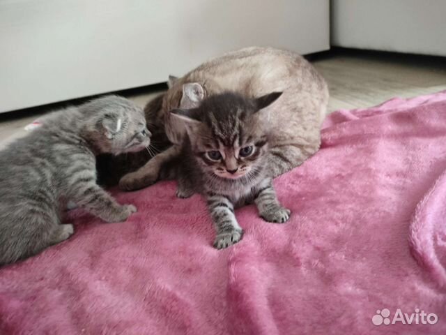 Шотландская кошка