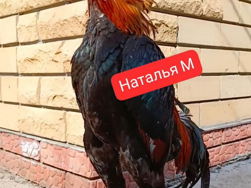 Бойцовский петух О Шамо