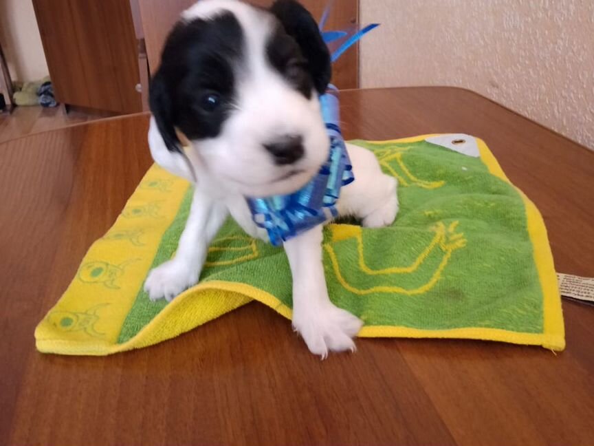 Щенки русского охотничего спаниеля