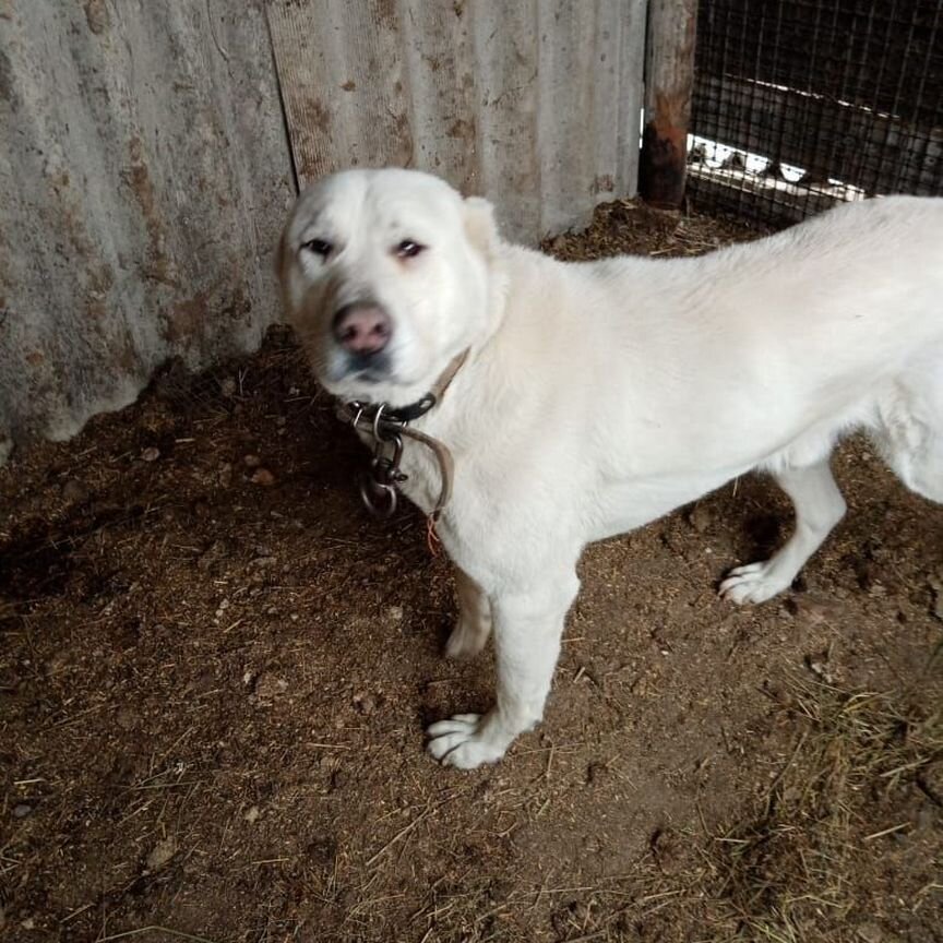 Алабай в добрые руки