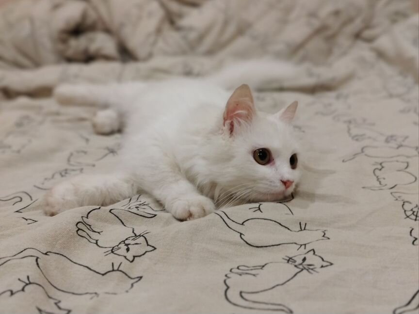 Кошка турецкая ангора