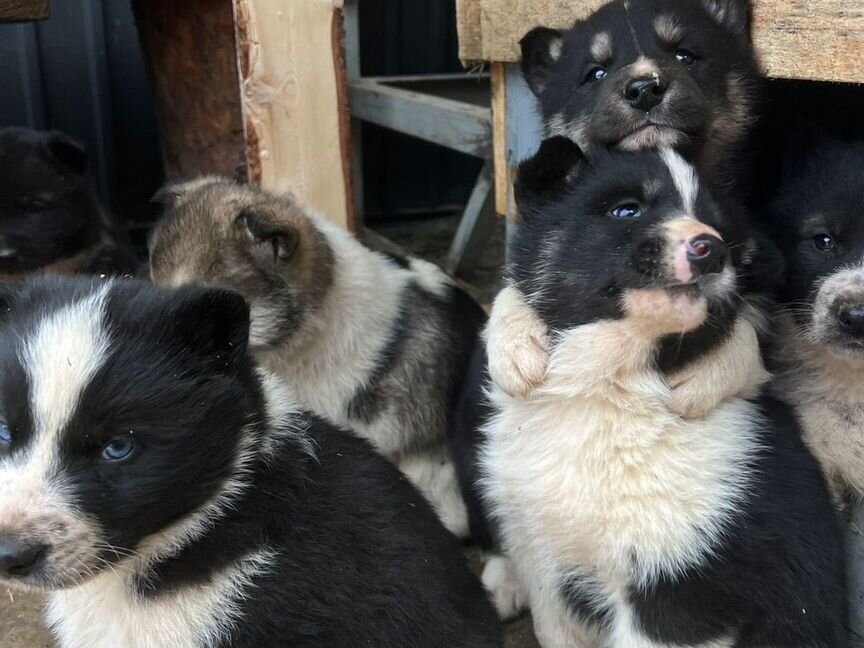 Собака в добрые руки отдам бесплатно