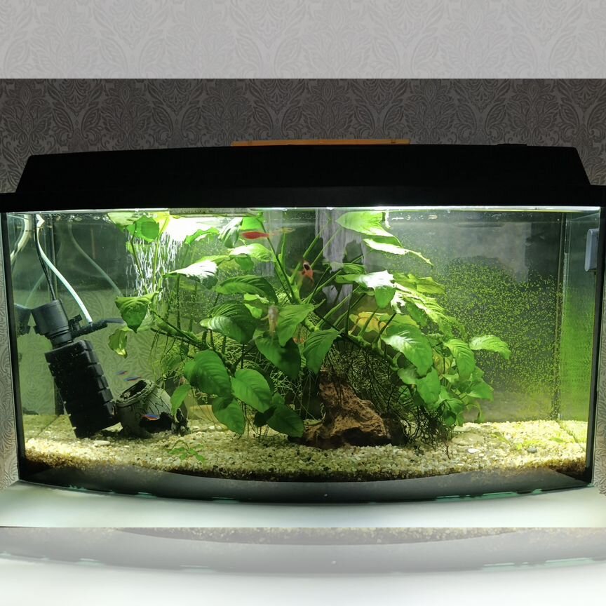 Аквариум с рыбками