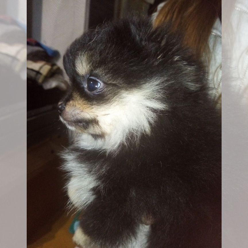 Померанский шпиц, щенок