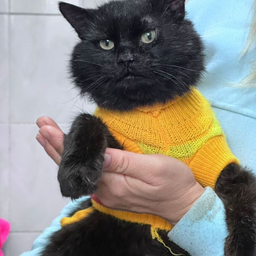 Замечательный черный кот из приюта