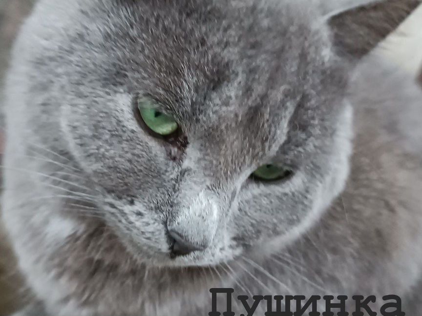 Кастрированная ласковая кошечка Пушинка