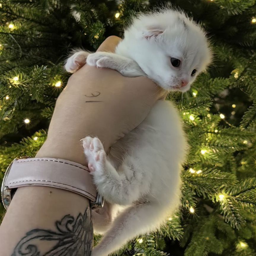 Шотландский вислоухий короткошёрстный котёнок