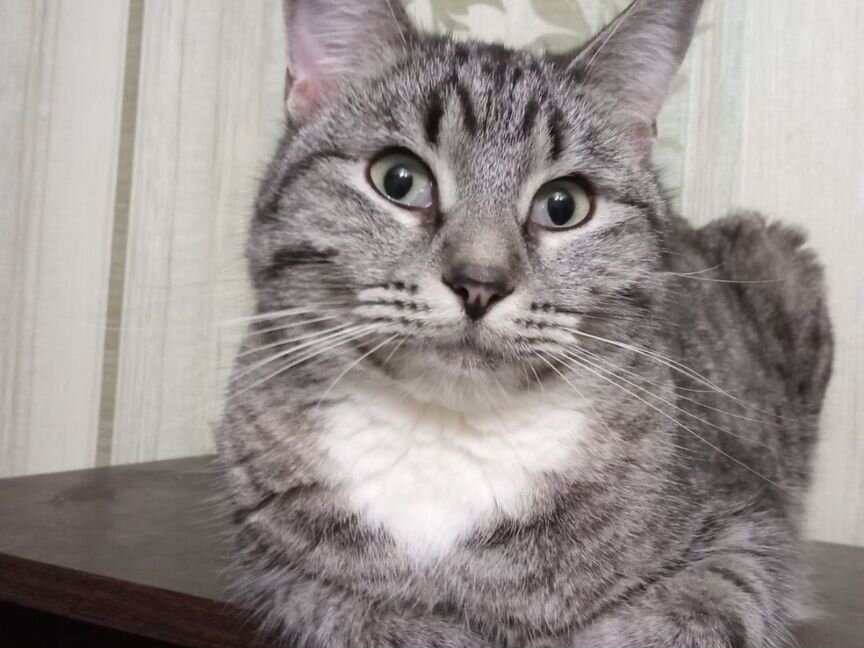 Котик ищет дом
