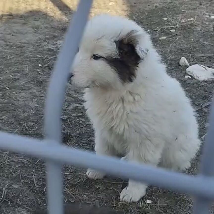 Белый щенок мальчик