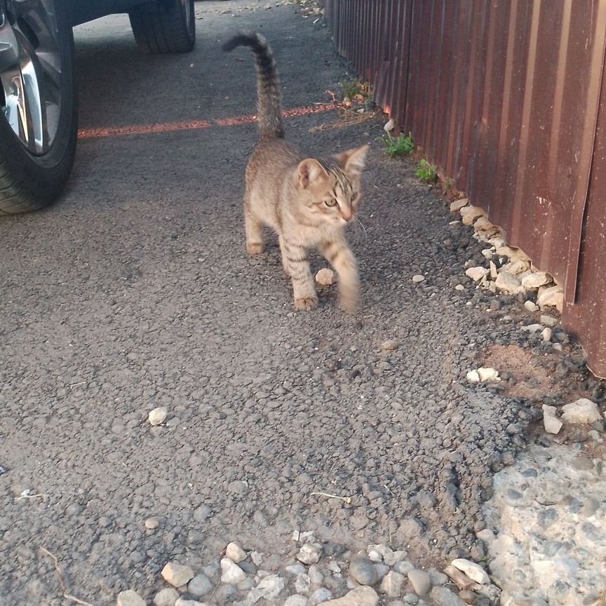 4 котëнка