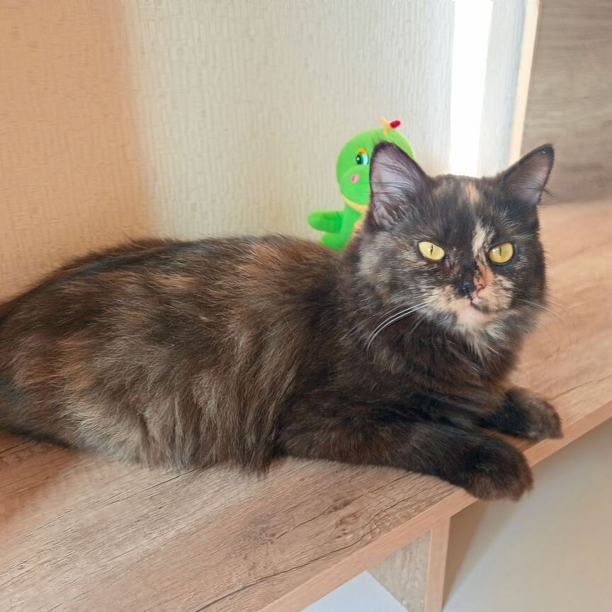 Вивьен очень нужен хороший дом