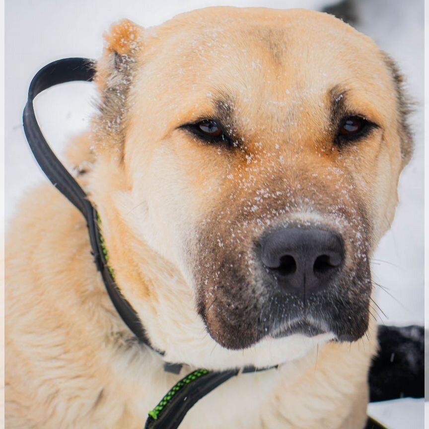 Среднеазиатская овчарка, взрослая собака