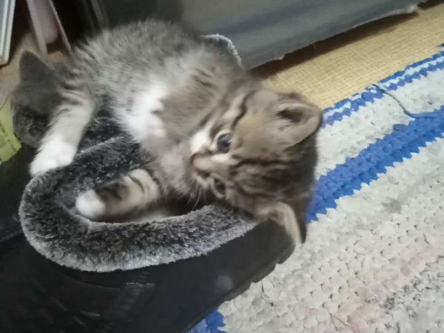 Домашние котятки