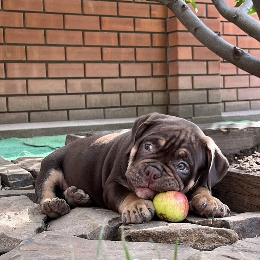 Американский булли