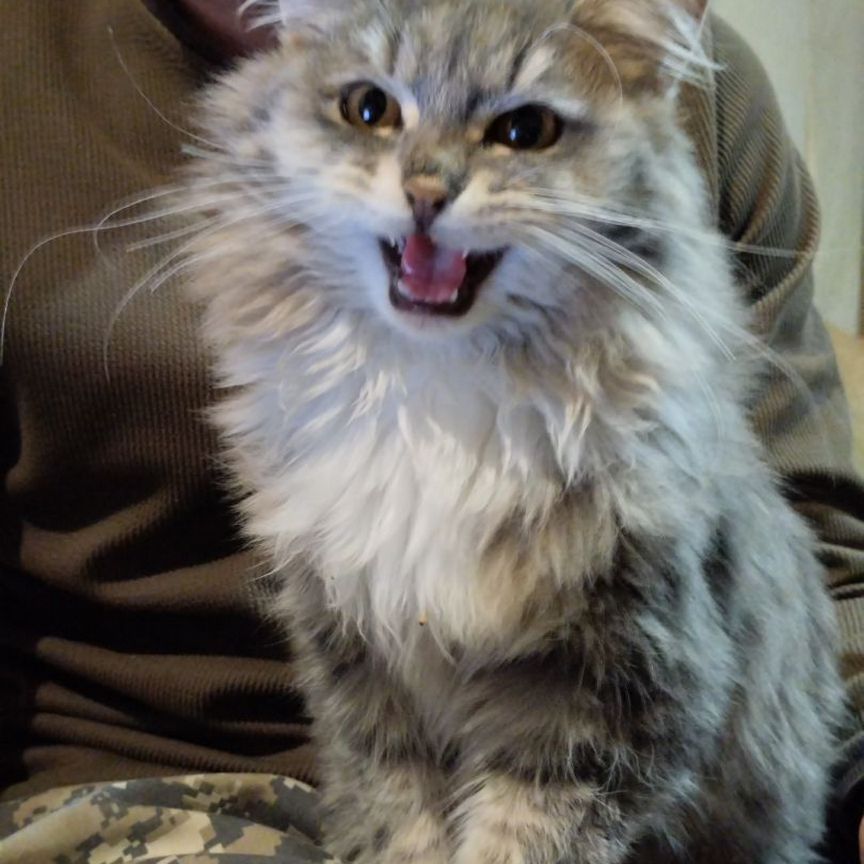 Отдам сибирского кота