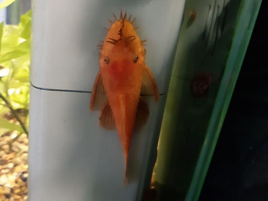 Анциструс красный