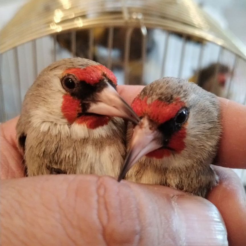 Сердоголовые щеглы