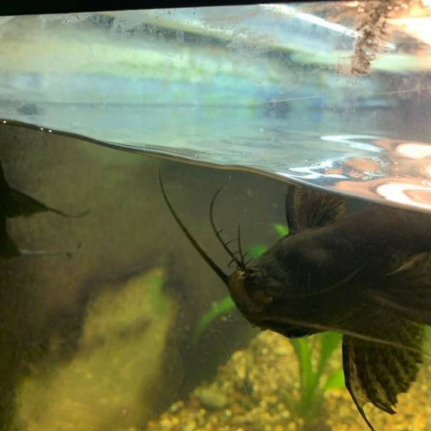 Отдам бесплатно синодонтисов парчовых взрослых