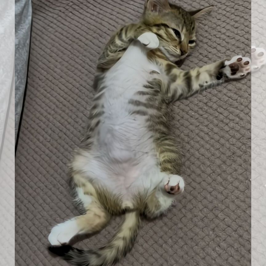 Котёнок в добрые руки