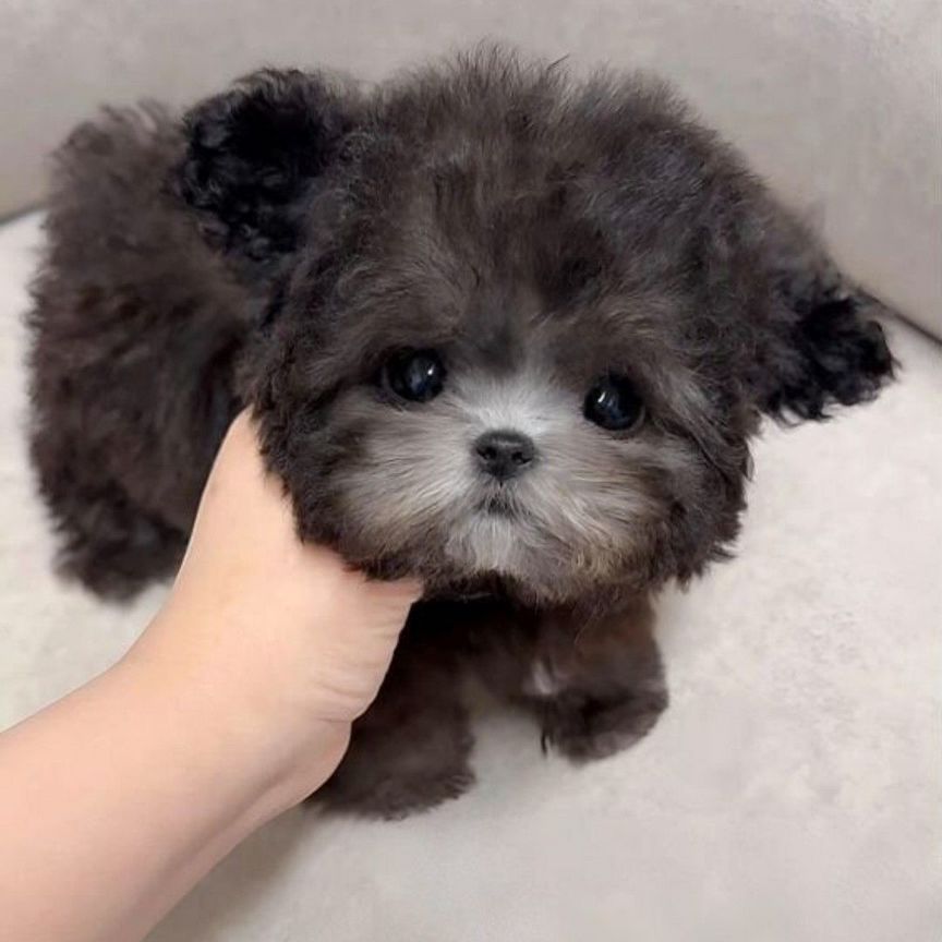 Маленькая собачка