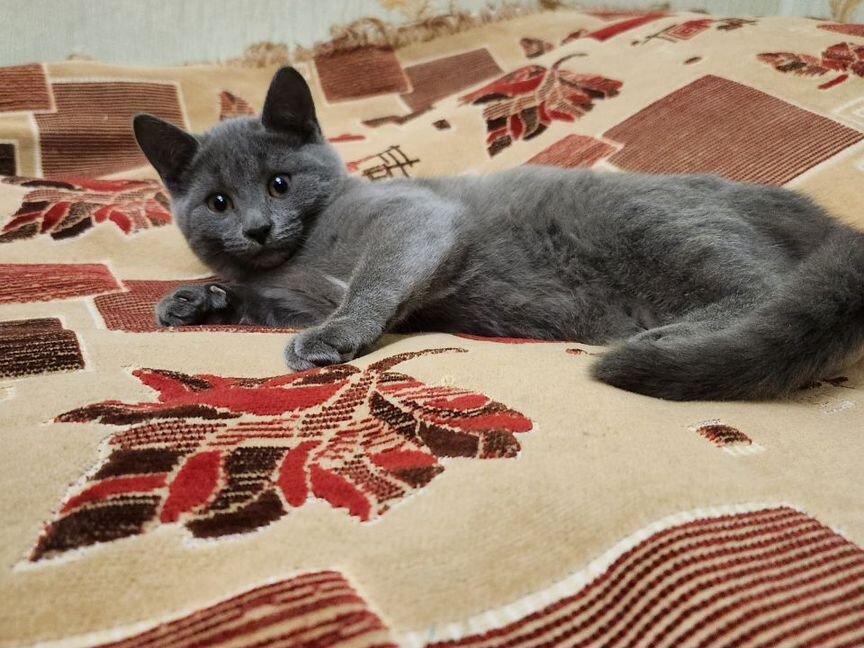 Котенок